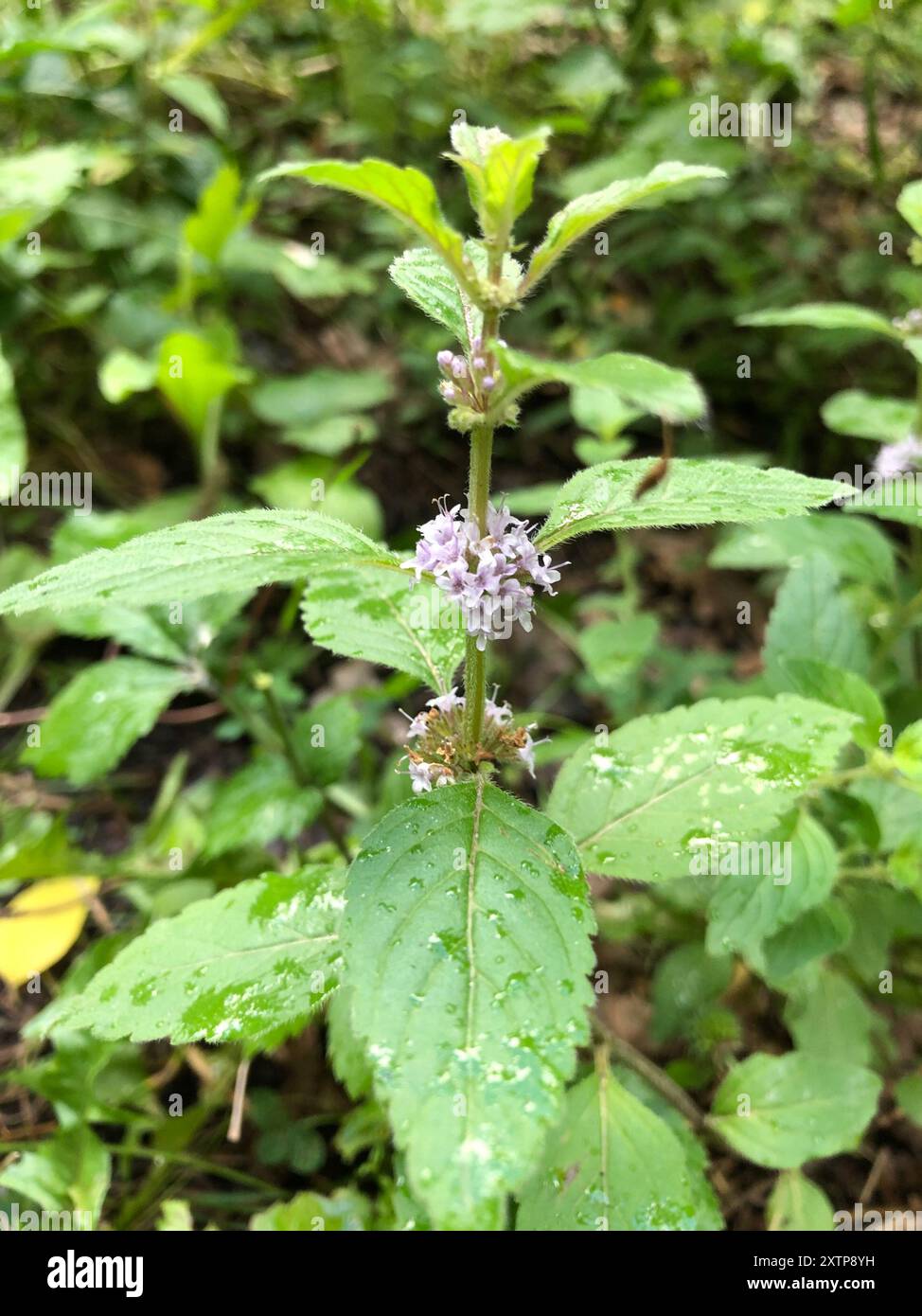 corn mint (Mentha arvensis) Plantae Stock Photo - Alamy