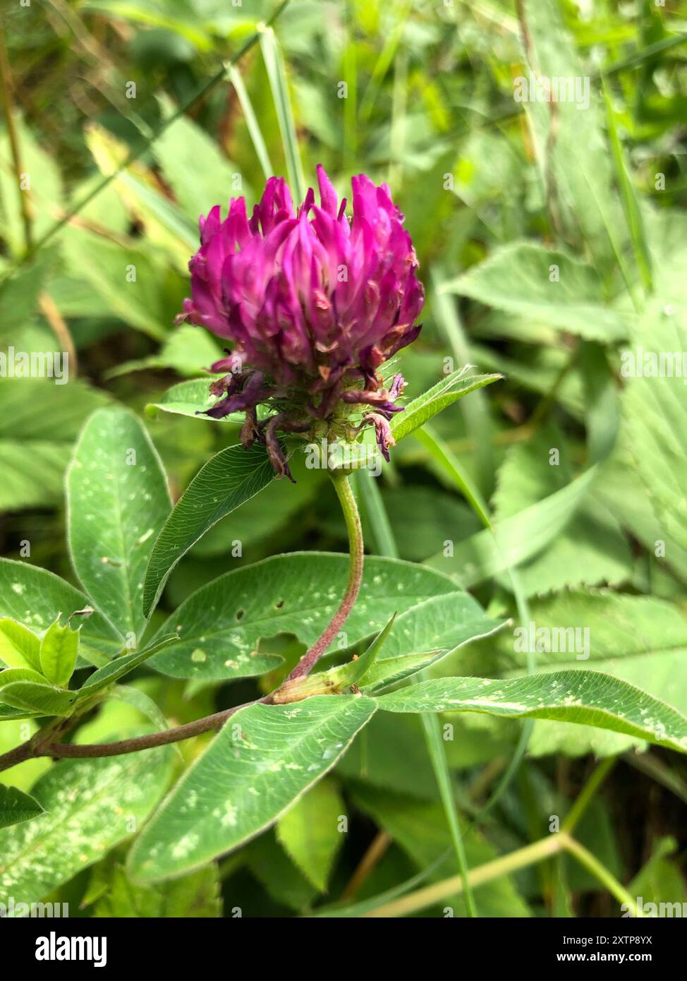 Zigzag Clover (Trifolium medium) Plantae Stock Photo - Alamy