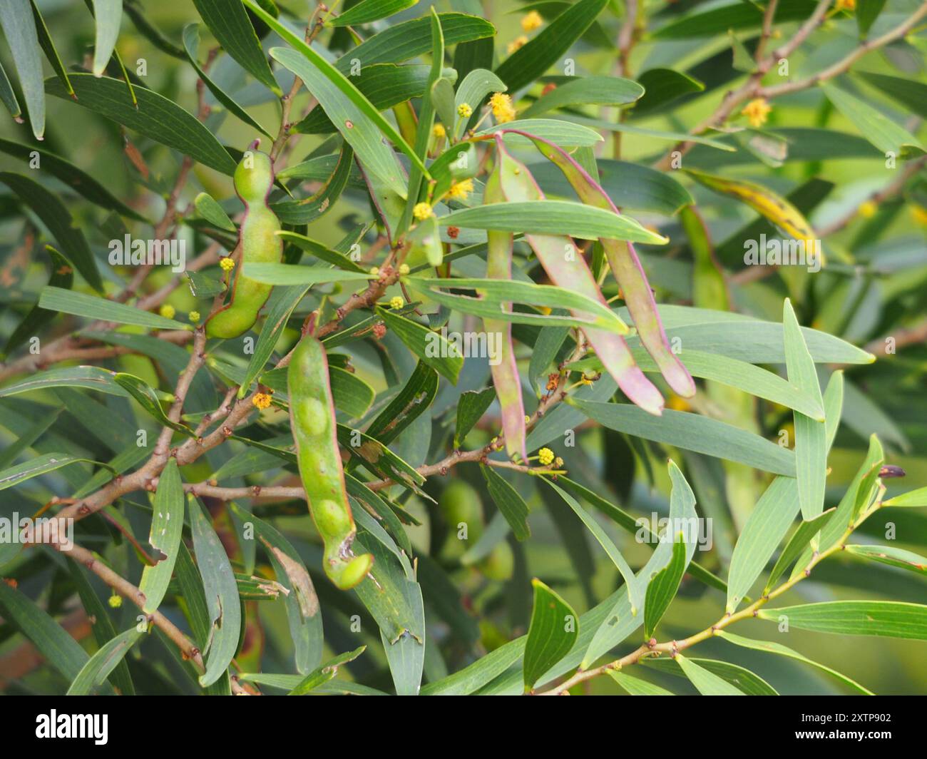 Taiwan Acacia (Acacia confusa) Plantae Stock Photo - Alamy