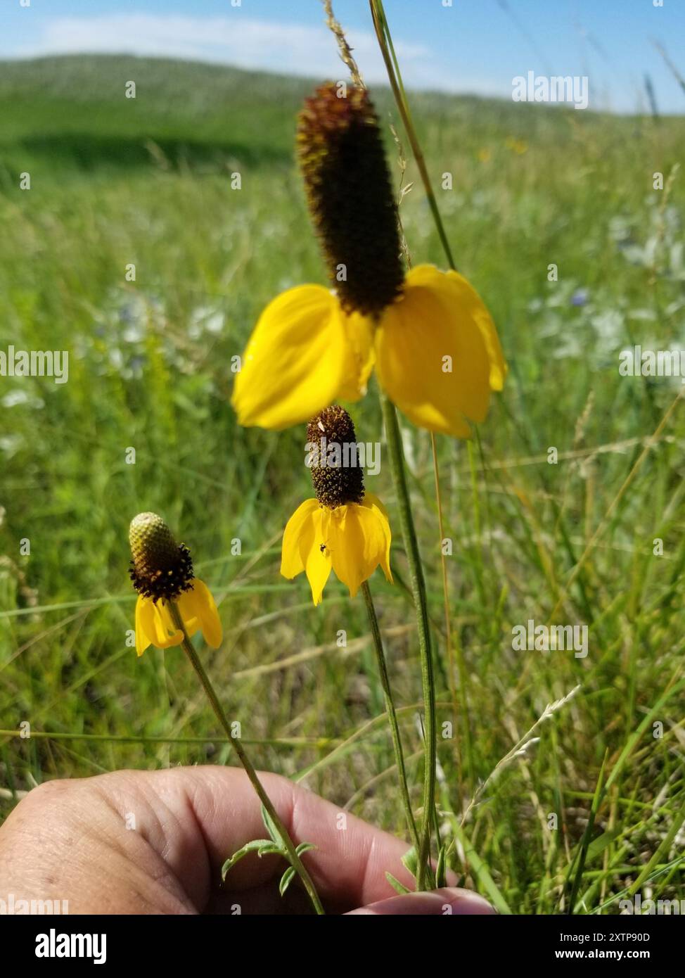 upright prairie coneflower (Ratibida columnifera) Plantae Stock Photo ...