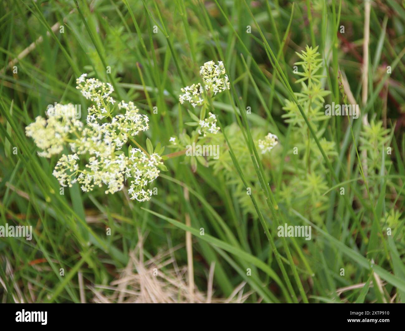 white bedstraw (Galium album) Plantae Stock Photo - Alamy