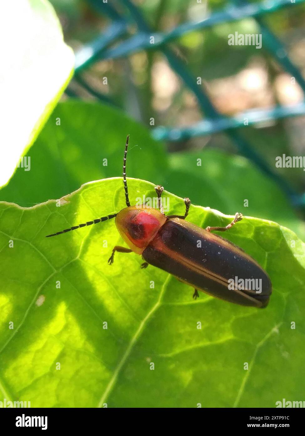 Common Eastern Firefly (Photinus pyralis) Insecta Stock Photo - Alamy