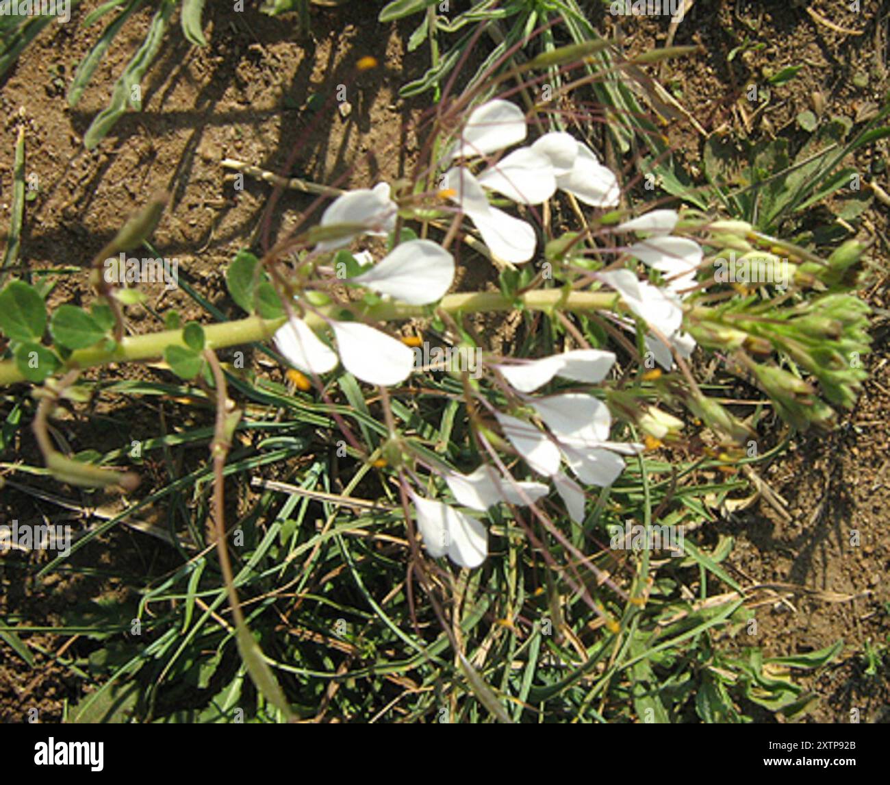 Spiderwisp (Cleome gynandra) Plantae Stock Photo - Alamy