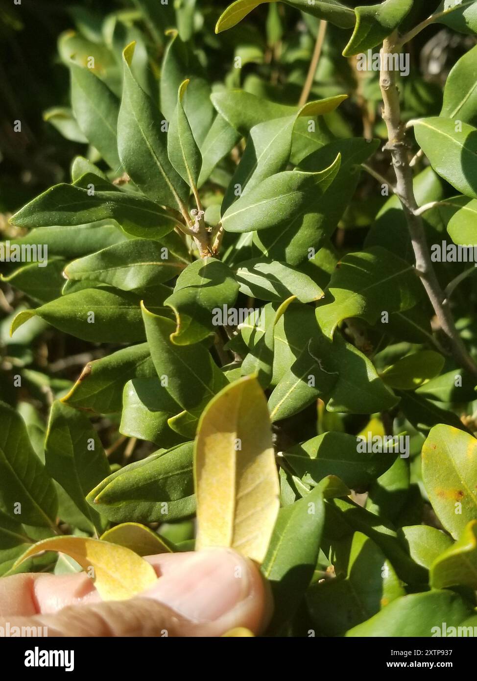 bush chinquapin (Chrysolepis sempervirens) Plantae Stock Photo - Alamy