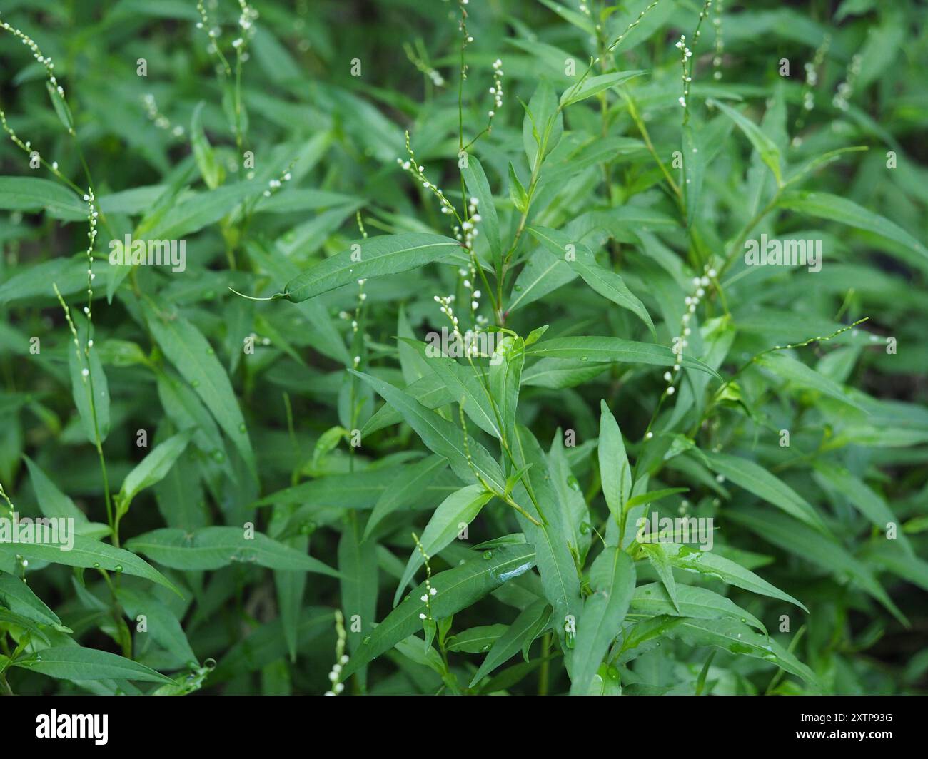 Dotted Smartweed (Persicaria punctata) Plantae Stock Photo - Alamy
