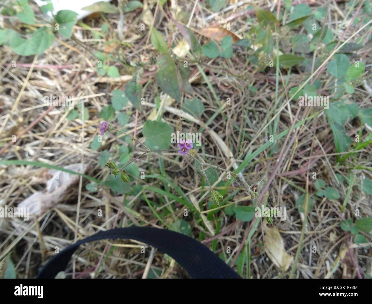 Spiderlings (Boerhavia) Plantae Stock Photo - Alamy