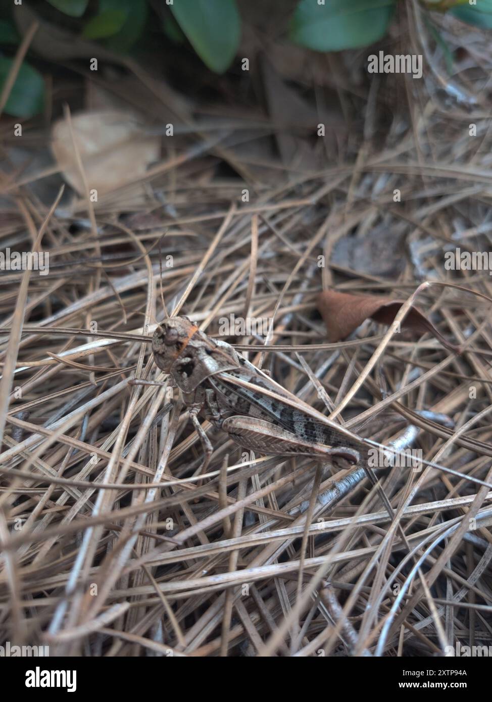 Wrinkled Grasshopper (Hippiscus ocelote) Insecta Stock Photo - Alamy