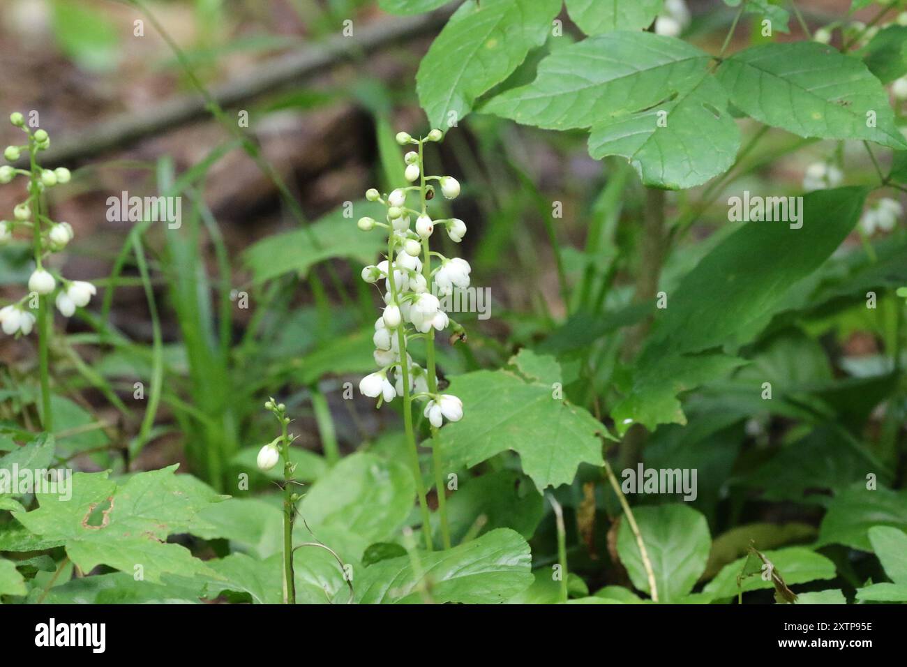 shinleaf (Pyrola elliptica) Plantae Stock Photo - Alamy