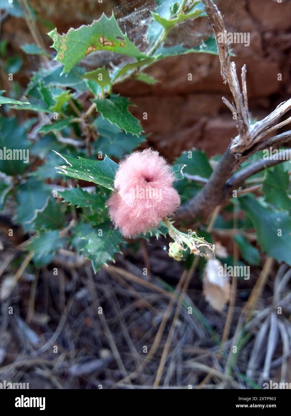 Gall Wasps (Cynipidae) Insecta Stock Photo - Alamy