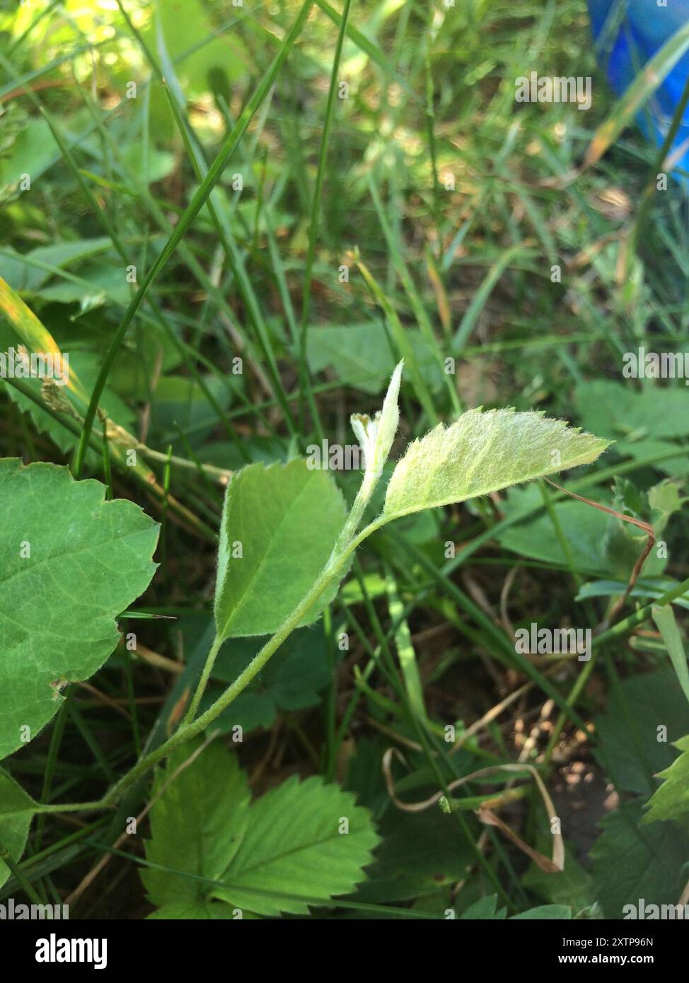 Low Serviceberry (Amelanchier humilis) Plantae Stock Photo - Alamy