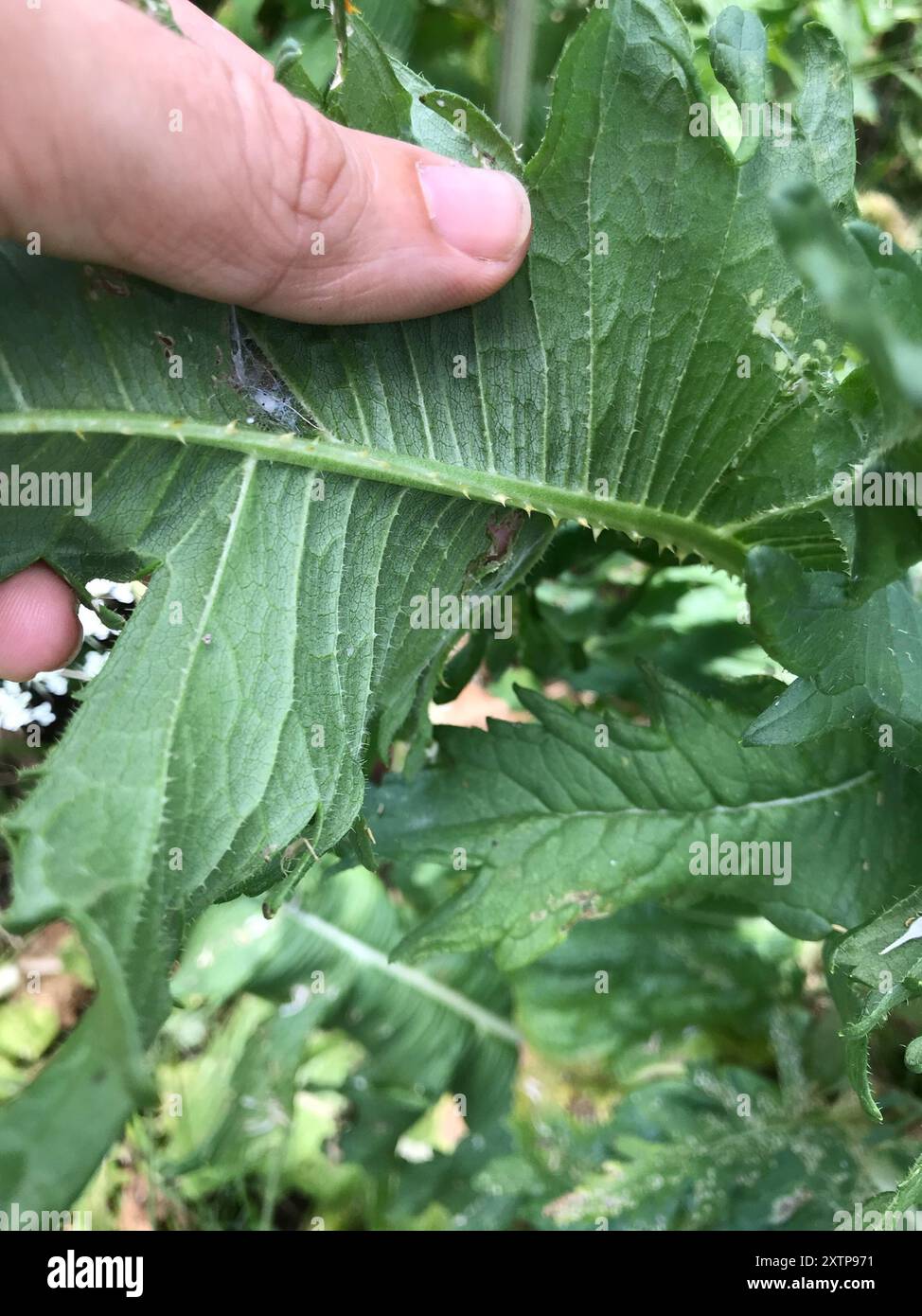 cutleaf teasel (Dipsacus laciniatus) Plantae Stock Photo - Alamy