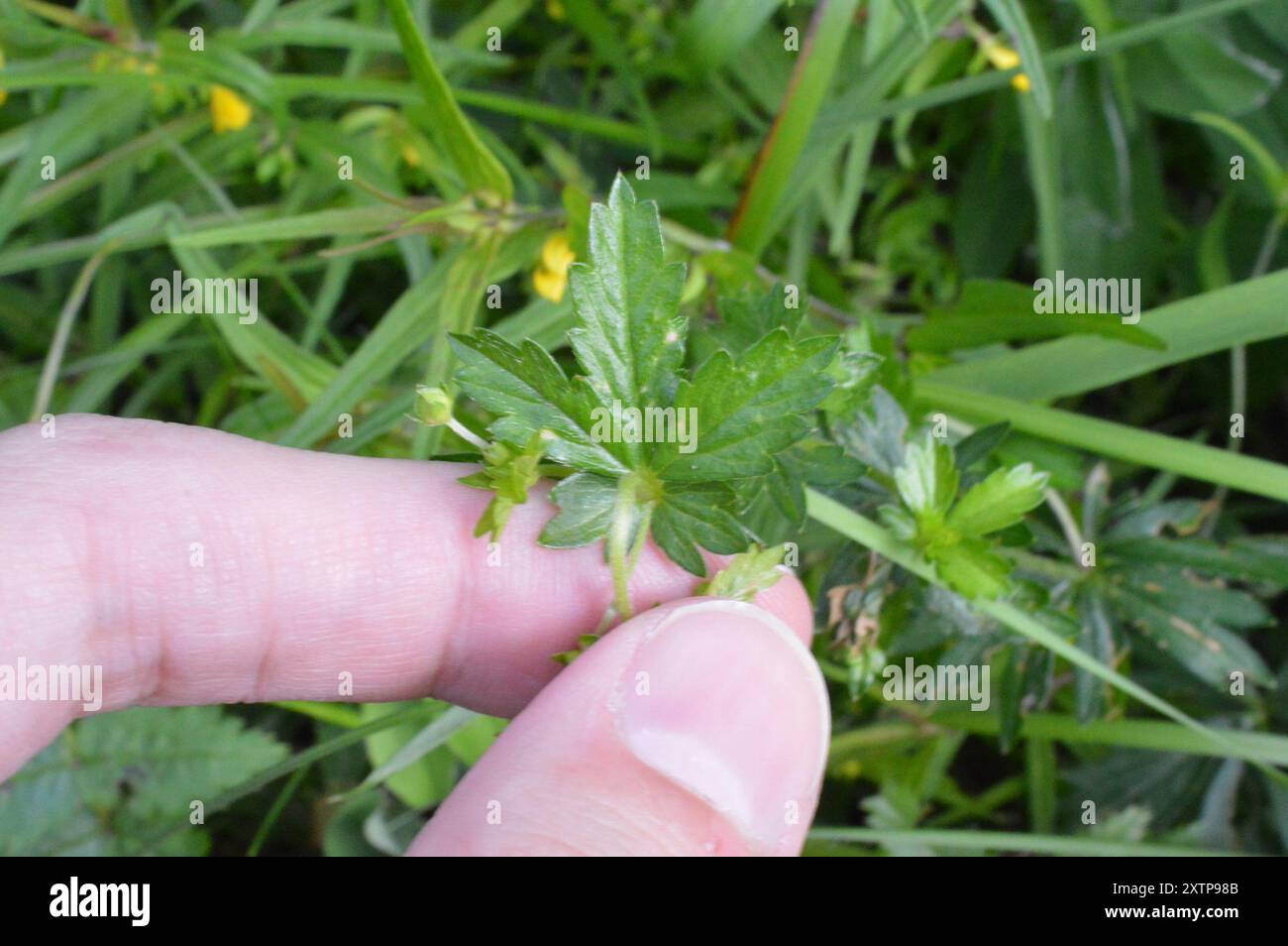 Tormentil (Potentilla erecta) Plantae Stock Photo - Alamy