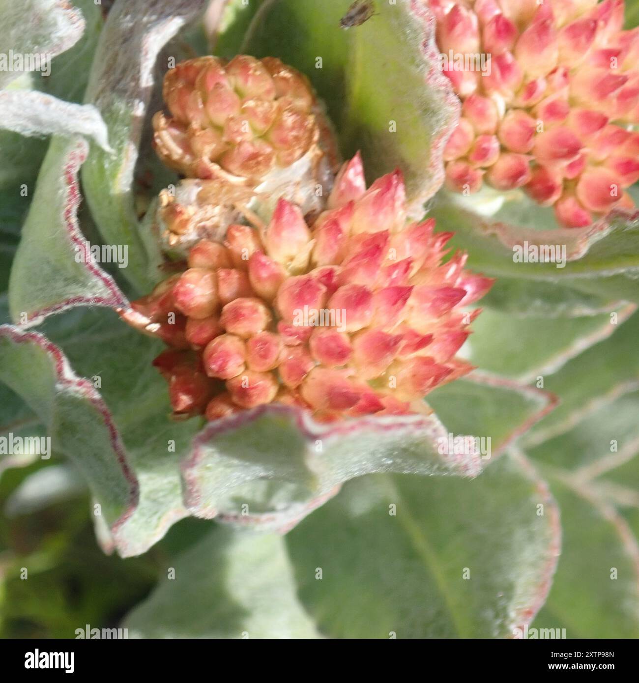 Button Sewejaartjie (Syncarpha milleflora) Plantae Stock Photo - Alamy