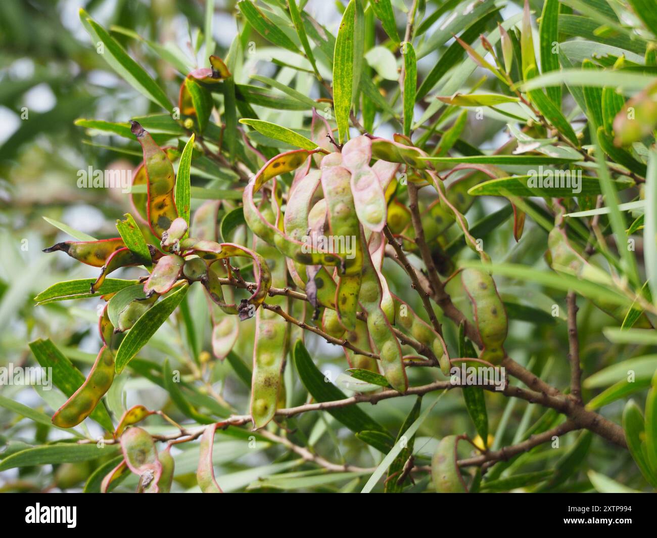 Taiwan Acacia (Acacia confusa) Plantae Stock Photo - Alamy