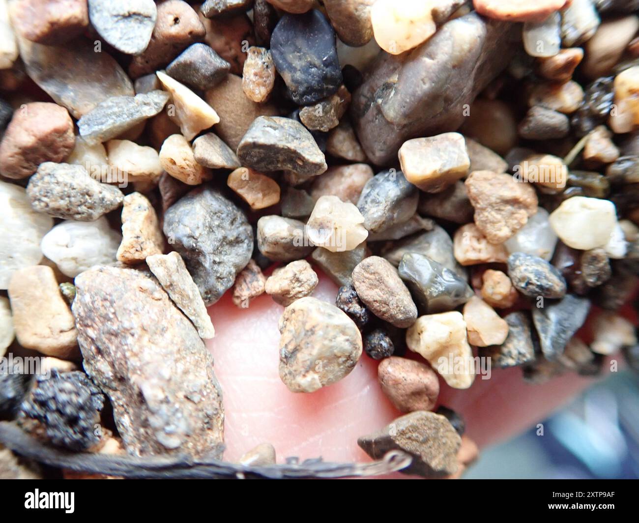 Pea Clams (Sphaeriidae) Mollusca Stock Photo - Alamy
