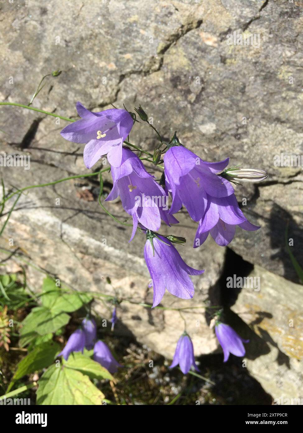 Common Harebell (Campanula rotundifolia) Plantae Stock Photo - Alamy