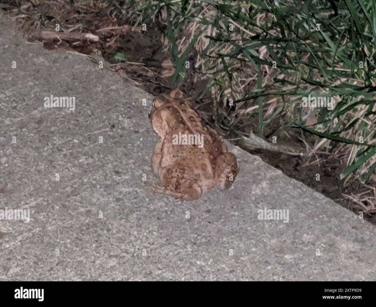 Eastern American Toad (Anaxyrus americanus americanus) Amphibia Stock ...