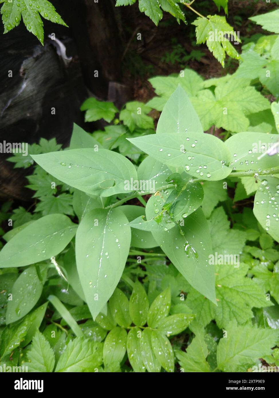 Tall Bluebell (Mertensia paniculata) Plantae Stock Photo - Alamy