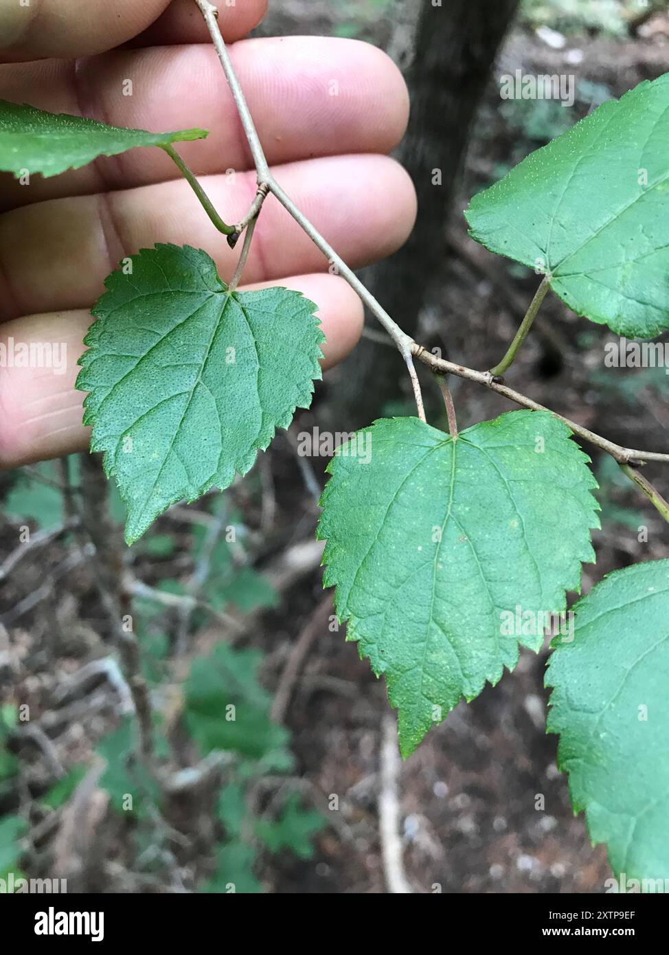 Texas mulberry (Morus microphylla) Plantae Stock Photo - Alamy