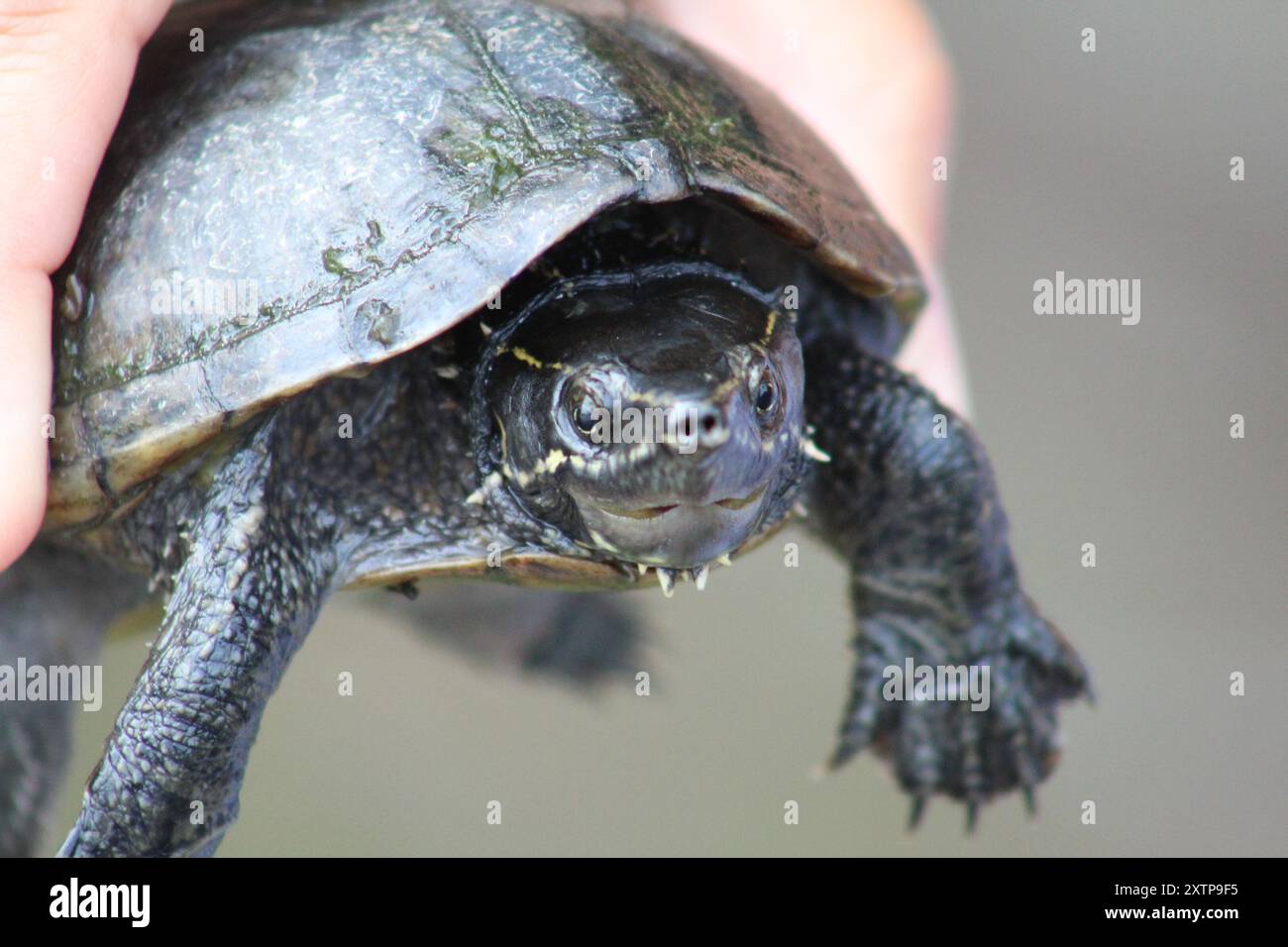 Eastern Musk Turtle (Sternotherus odoratus) Reptilia Stock Photo - Alamy