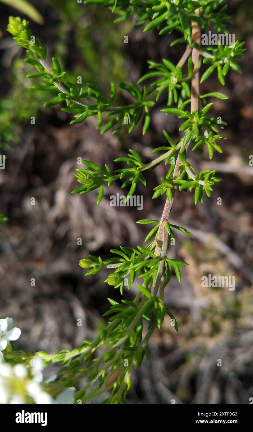 Stiff Bitterbush (Selago corymbosa) Plantae Stock Photo - Alamy