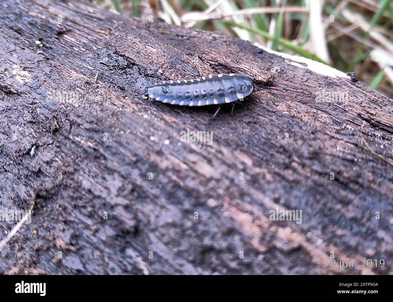 Burying and Carrion Beetles (Silphidae) Insecta Stock Photo - Alamy