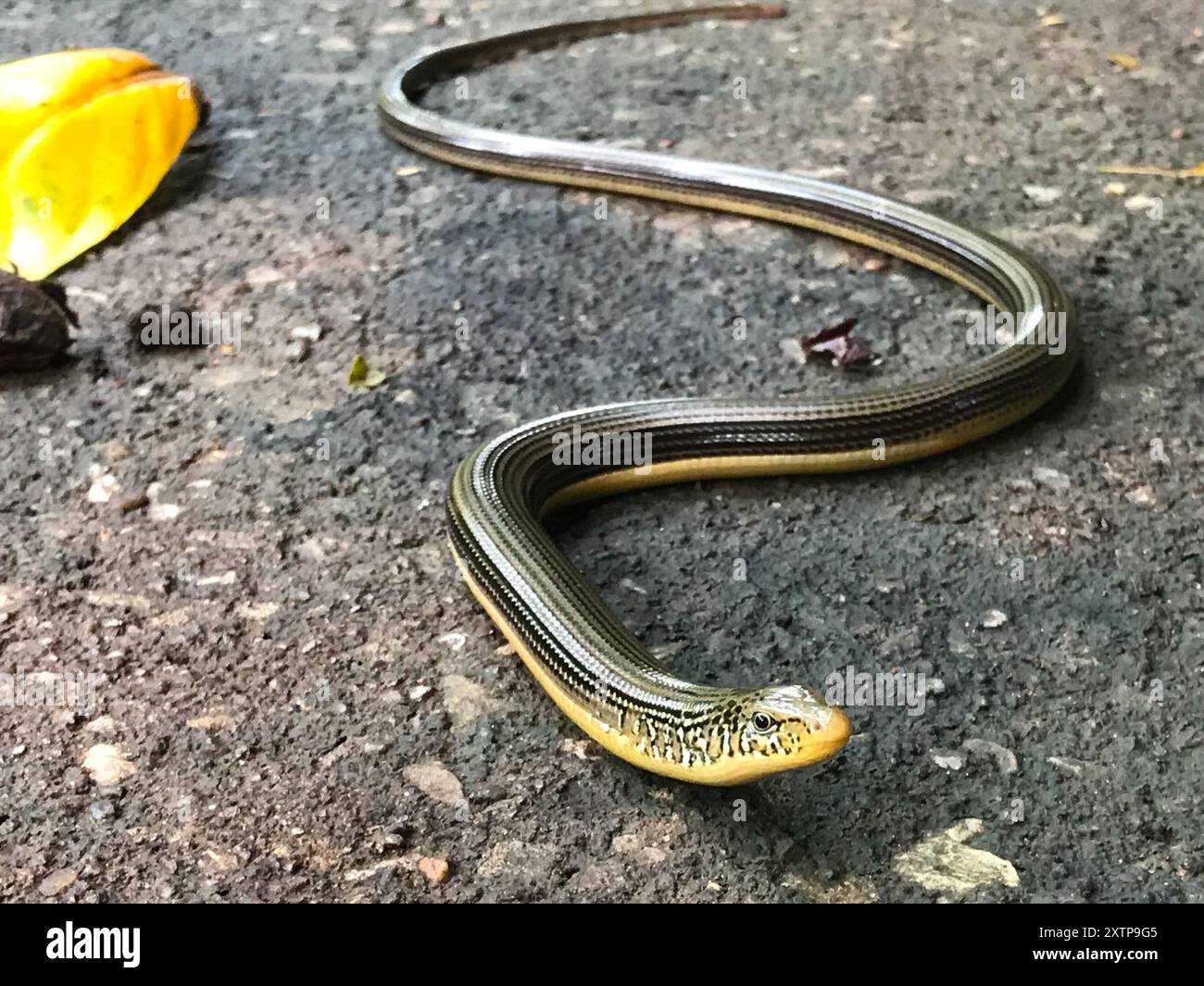 Eastern Glass Lizard (Ophisaurus ventralis) Reptilia Stock Photo - Alamy