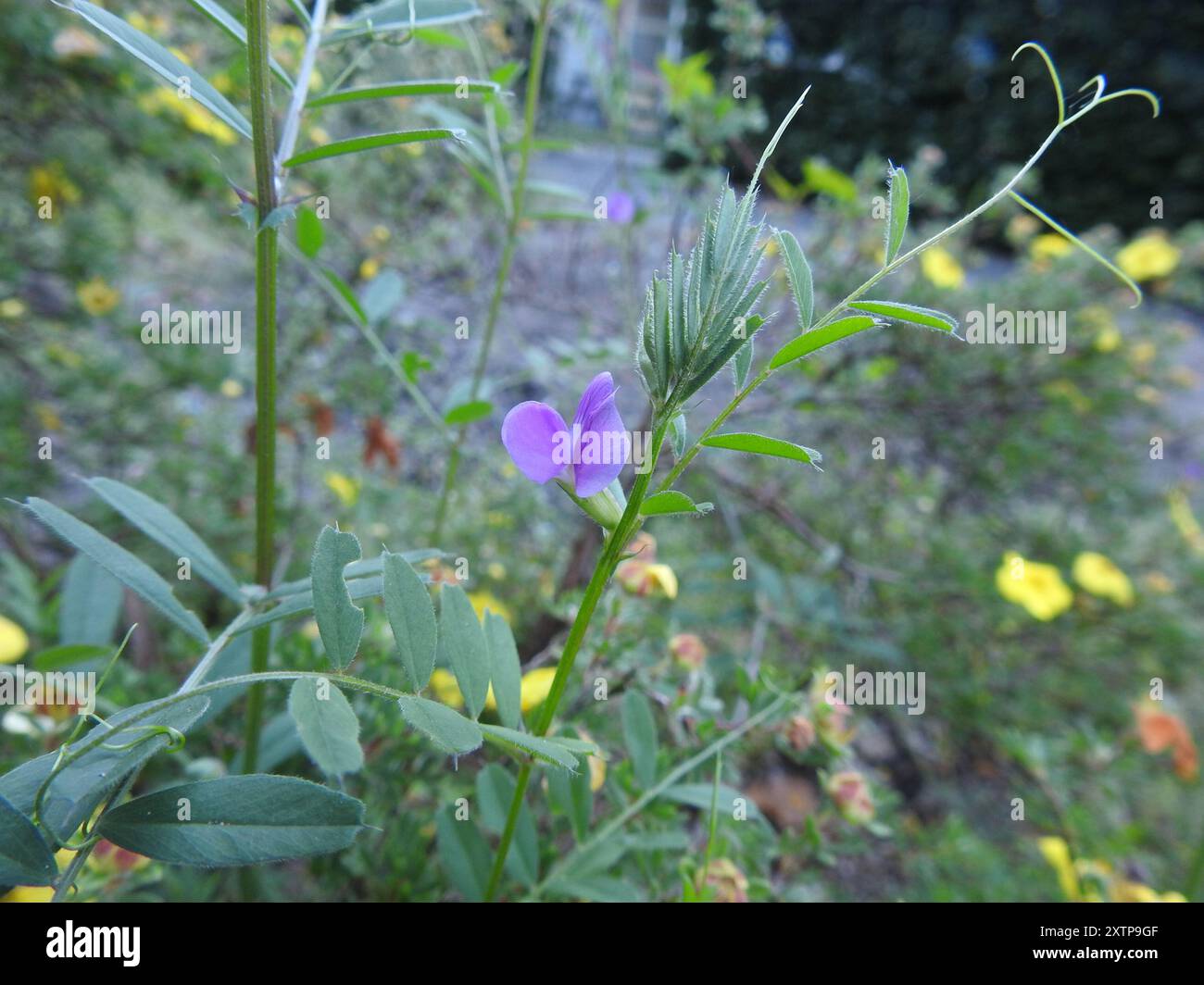 Common Vetch (Vicia sativa) Plantae Stock Photo - Alamy