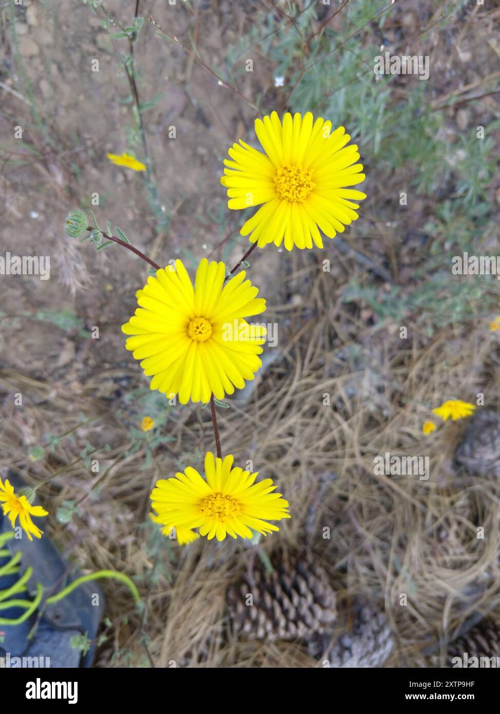 (Madia elegans wheeleri) Plantae Stock Photo - Alamy