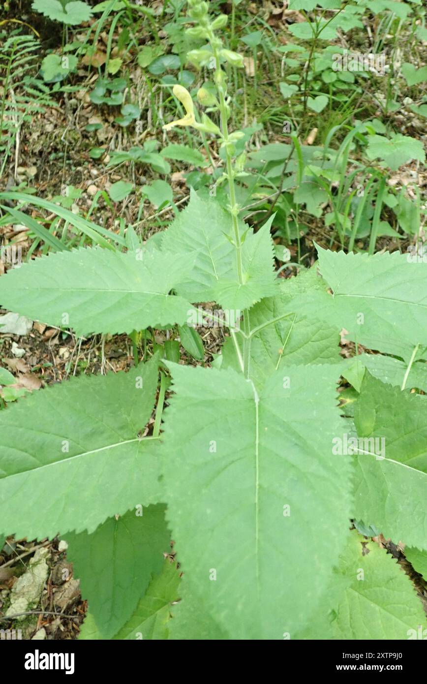 Sticky Sage (Salvia glutinosa) Plantae Stock Photo - Alamy