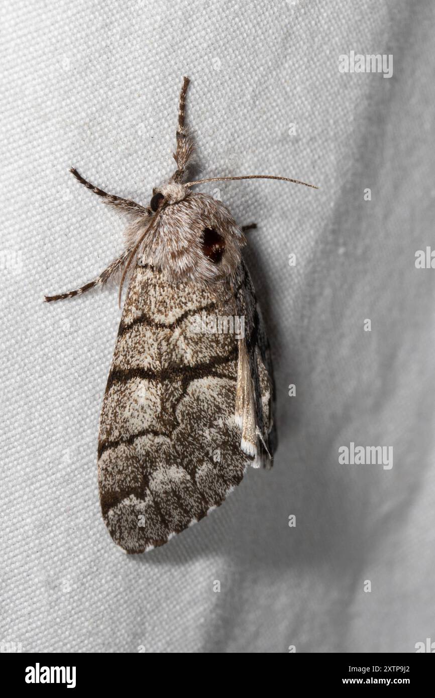 Eastern Panthea Moth (Panthea furcilla) Insecta Stock Photo - Alamy