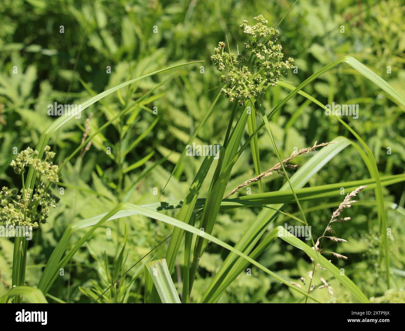 dark green bulrush (Scirpus atrovirens) Plantae Stock Photo - Alamy