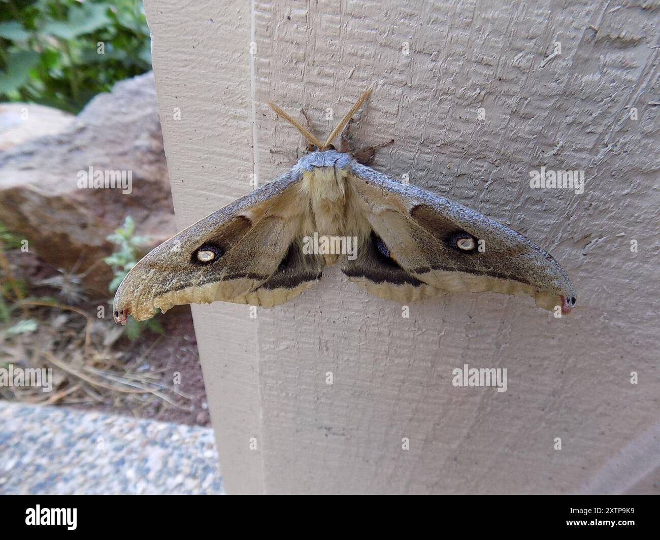 Western Polyphemus Moth (Antheraea oculea) Insecta Stock Photo - Alamy