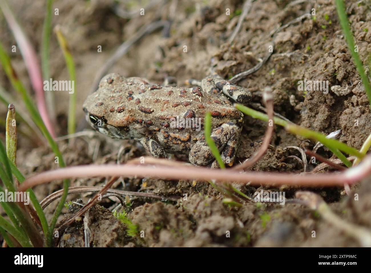 Western Toad (Anaxyrus boreas) Amphibia Stock Photo - Alamy