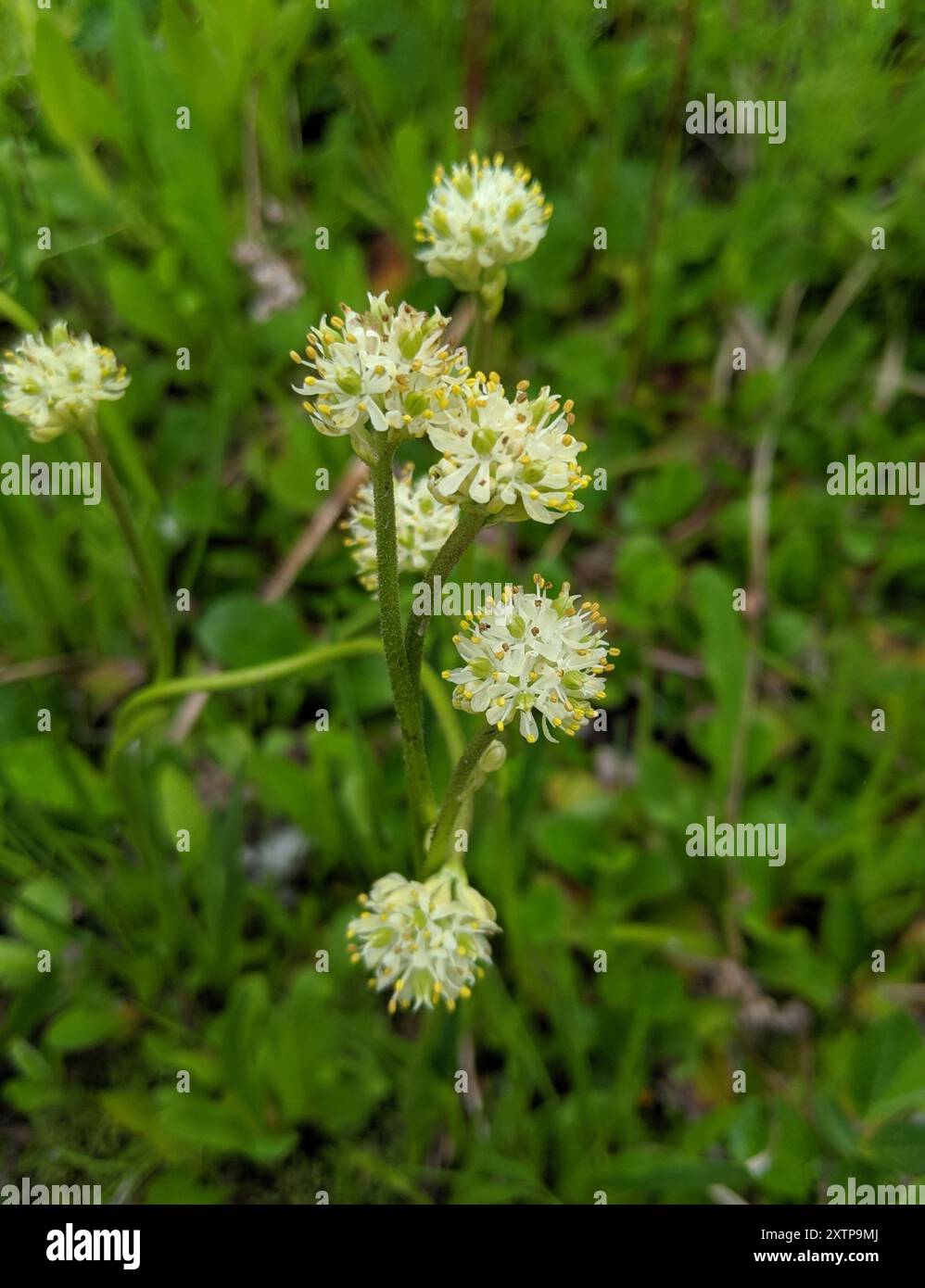 Sticky False Asphodel (Triantha glutinosa) Plantae Stock Photo - Alamy