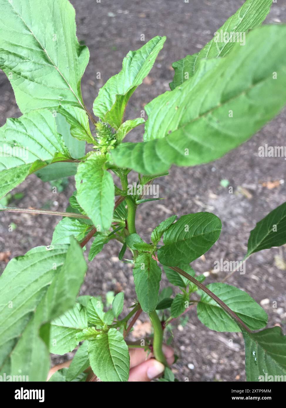 spiny amaranth (Amaranthus spinosus) Plantae Stock Photo - Alamy