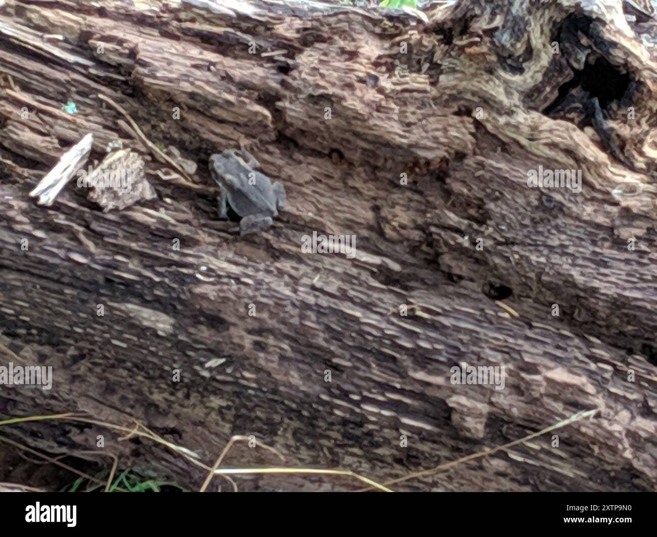 Eastern American Toad (Anaxyrus americanus americanus) Amphibia Stock ...