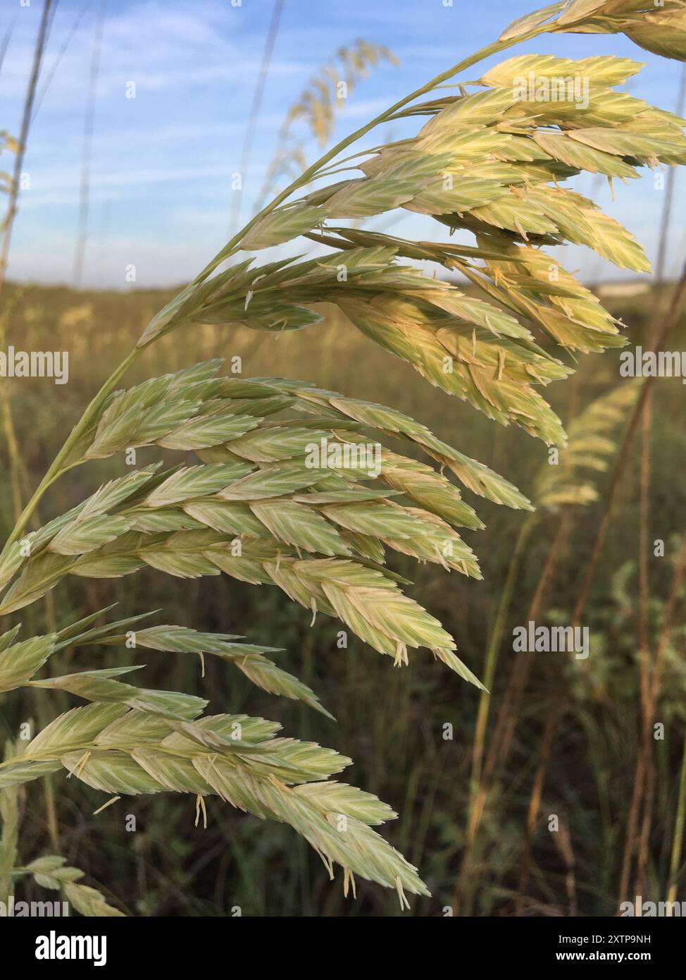 sea oats (Uniola paniculata) Plantae Stock Photo - Alamy