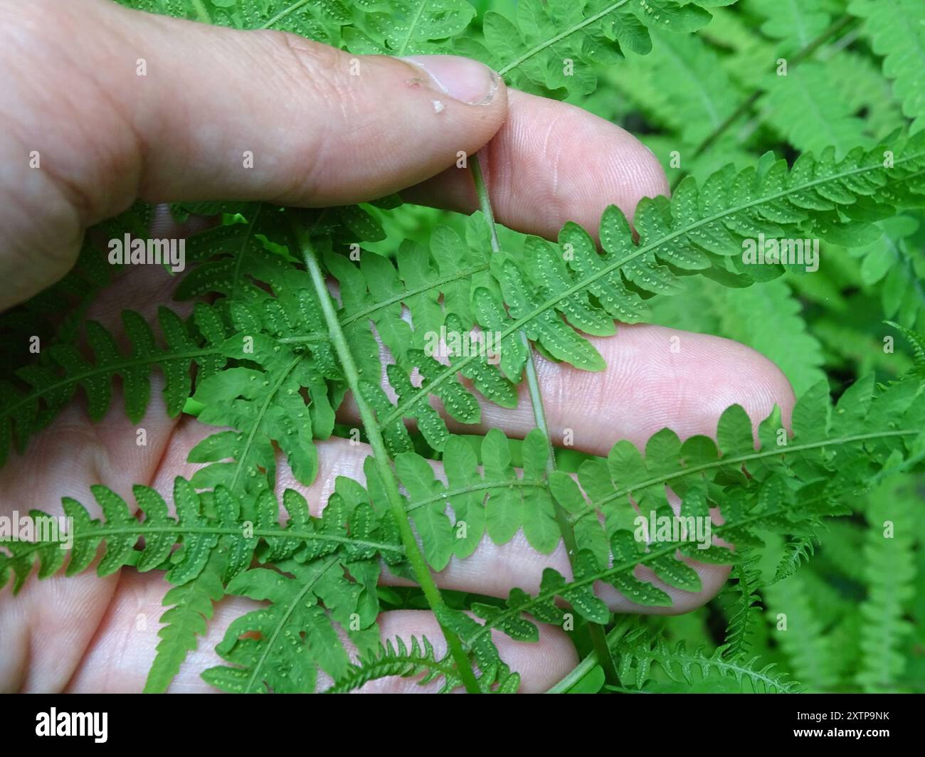 marsh fern (Thelypteris palustris) Plantae Stock Photo - Alamy