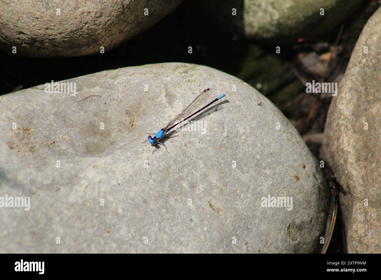 Blue-fronted Dancer (Argia apicalis) Insecta Stock Photo - Alamy