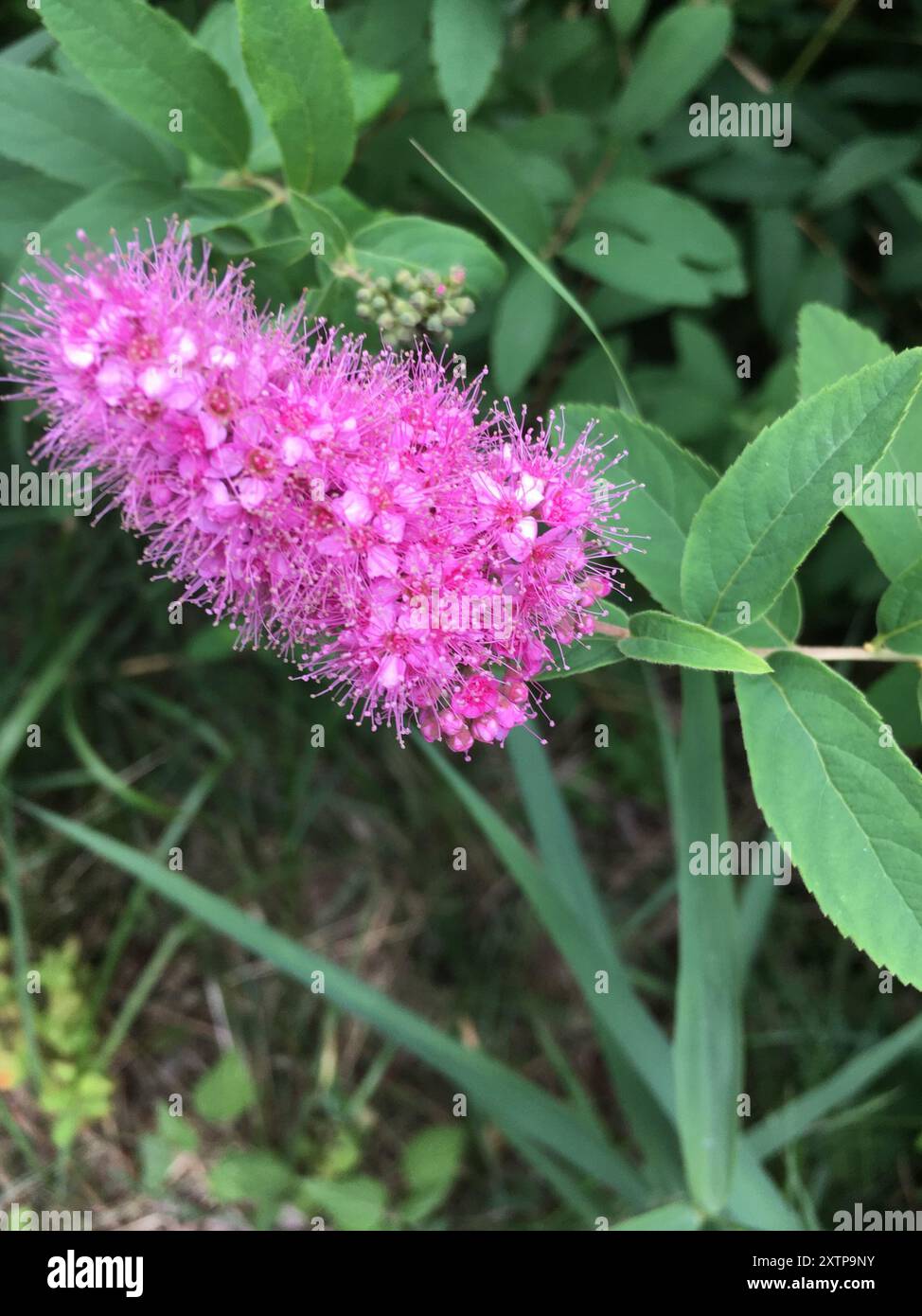 Rose Spirea (Spiraea douglasii) Plantae Stock Photo - Alamy