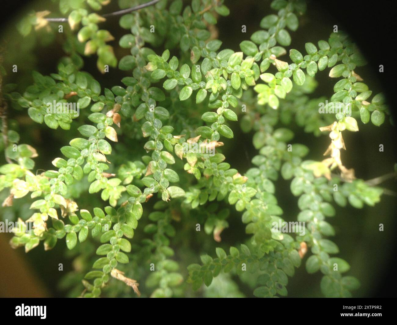 spikemosses (Selaginella) Plantae Stock Photo - Alamy