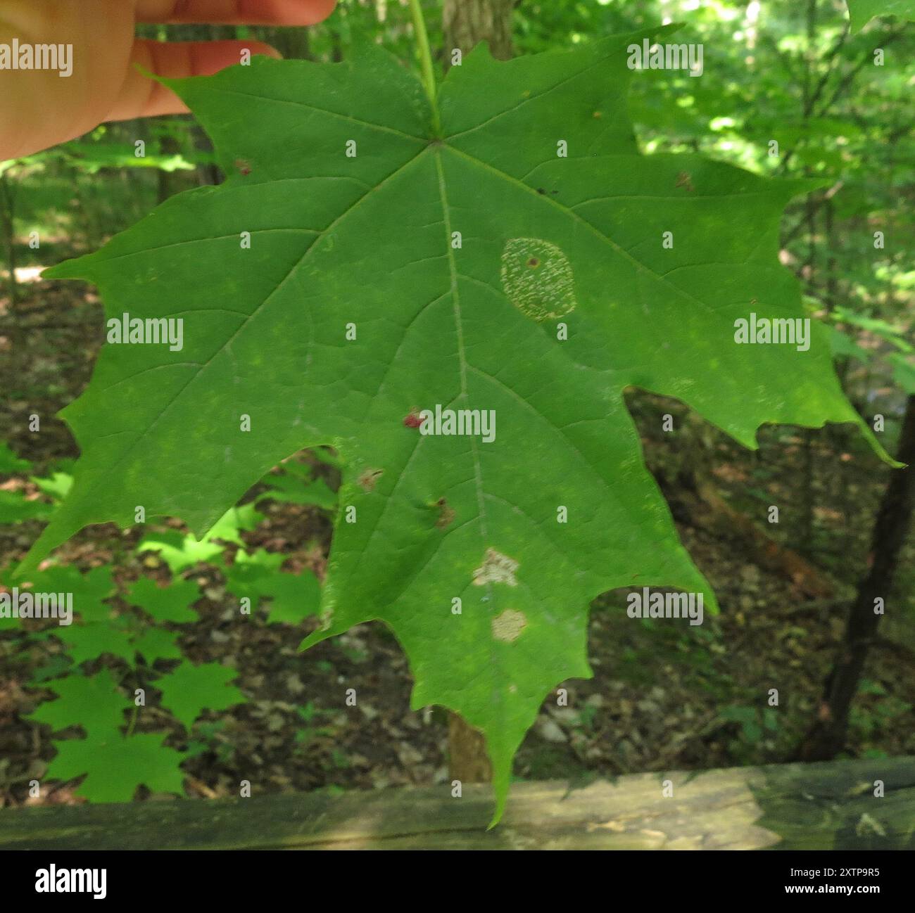 Maple Spindle Gall Mite (Vasates aceriscrumena) Arachnida Stock Photo ...