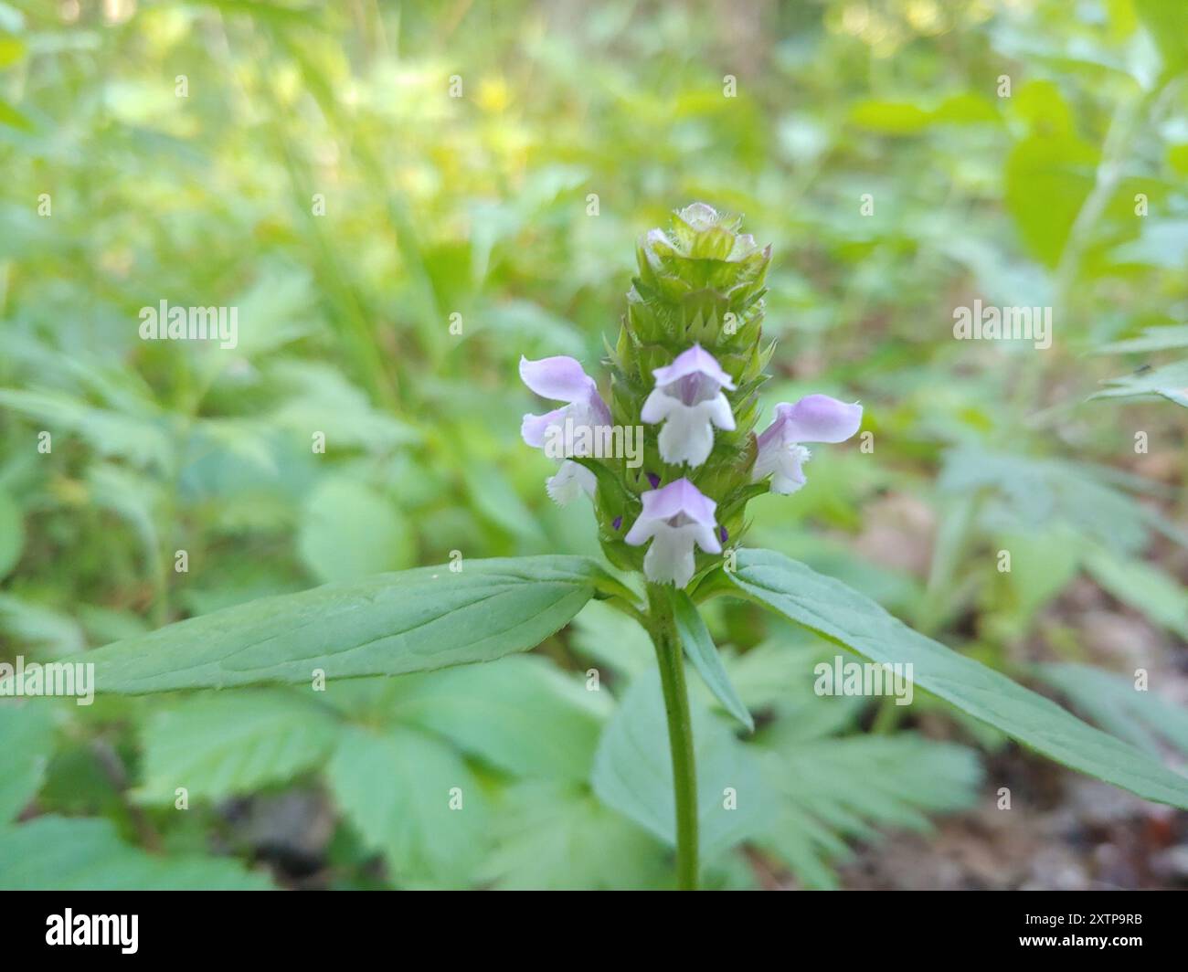 common selfheal (Prunella vulgaris) Plantae Stock Photo - Alamy