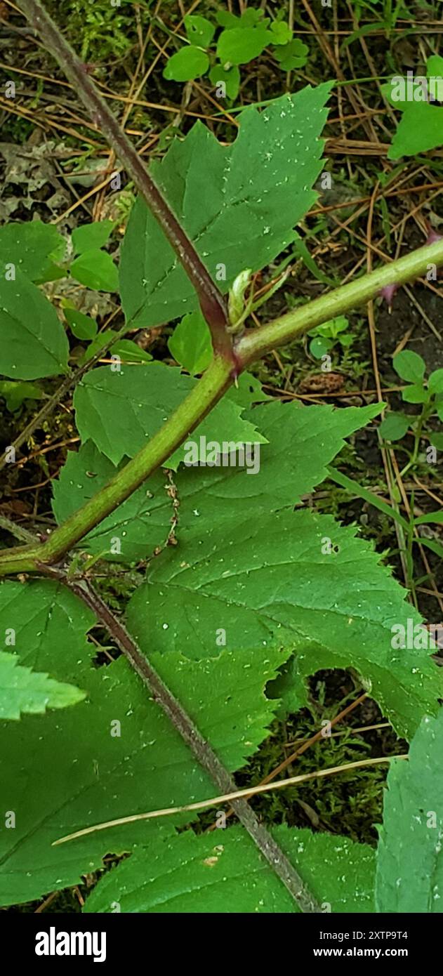 Common Dewberry (Rubus flagellaris) Plantae Stock Photo - Alamy
