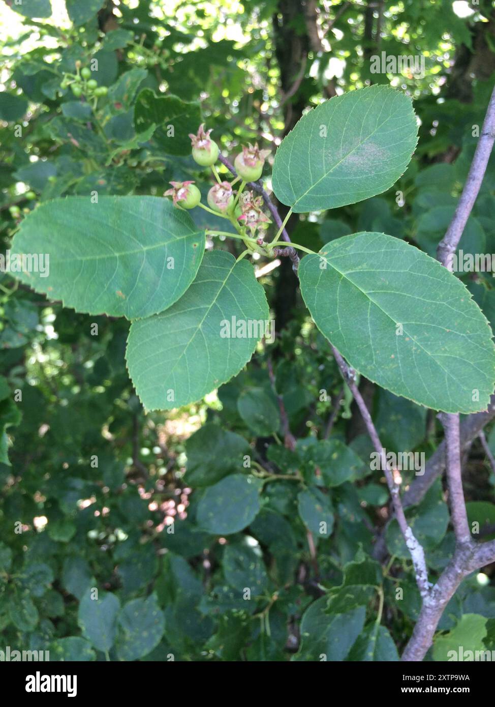 Low Serviceberry (Amelanchier humilis) Plantae Stock Photo - Alamy