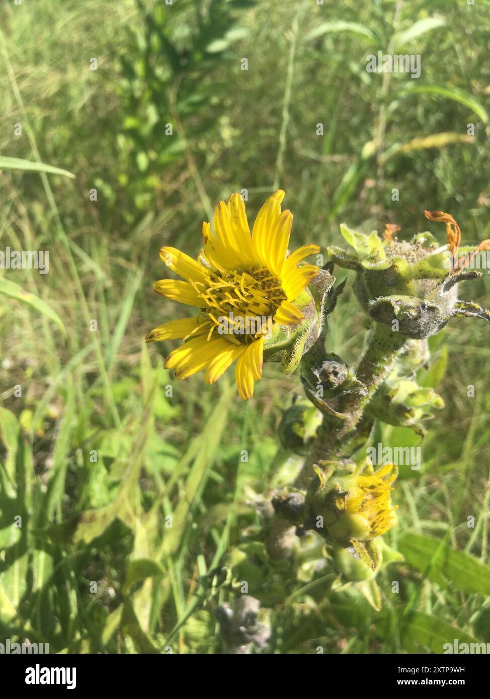 compass plant (Silphium laciniatum) Plantae Stock Photo - Alamy