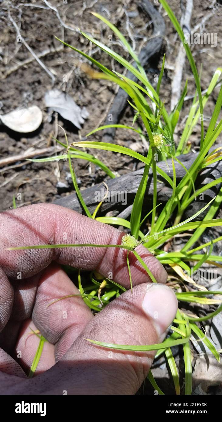 Shortleaf Spikesedge (Cyperus brevifolius) Plantae Stock Photo - Alamy