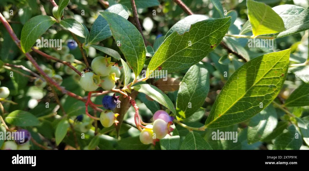 Northern highbush blueberry (Vaccinium corymbosum) Plantae Stock Photo ...