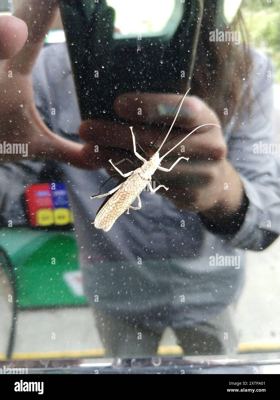 Giant Stoneflies and Salmonflies (Pteronarcys) Insecta Stock Photo - Alamy